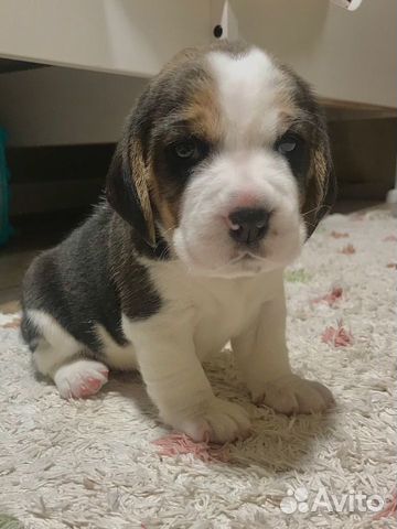 Собаки щенки бигль