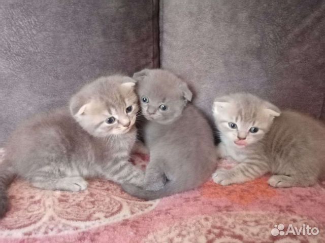 Шотландские вислоухие котята