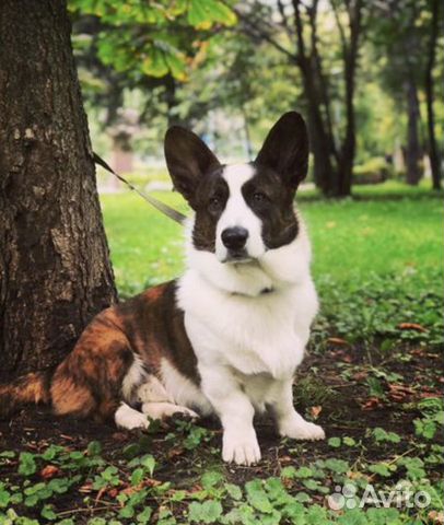 Вельш-корги кардиган вязка