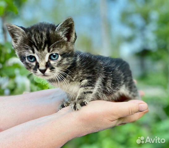 Котенок девочка Кнопка ищет семью