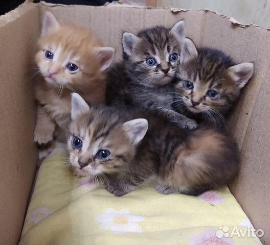 Котята в добрые руки