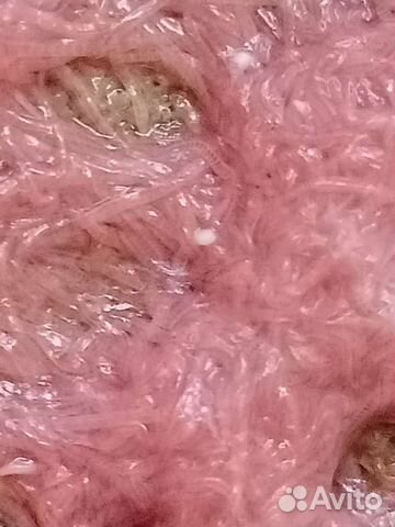 Израильский трубочник