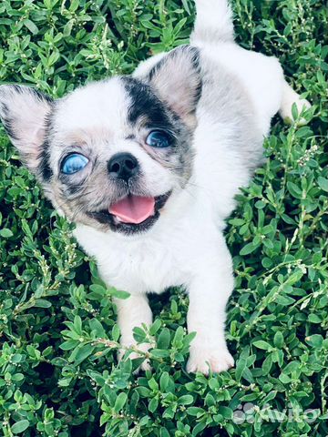 Цветные чишки