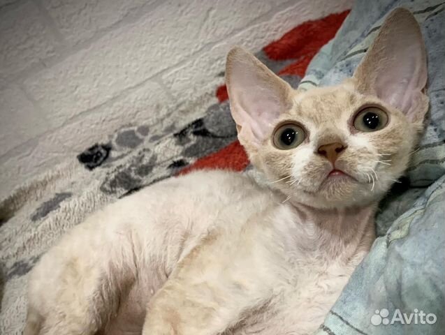 Девон-рекс девочка 4 мес