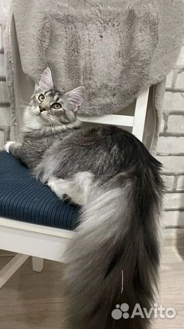 Котенок в добрые руки мальчик