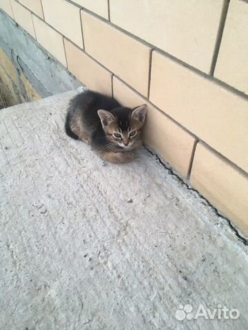 Кошки в добрые руки бесплатно