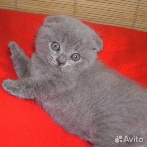 Котята голубого окраса, страйты и фолды