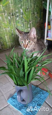 Кот кошка в добрые руки