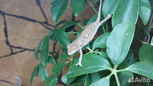 Пантеровый хамелеон