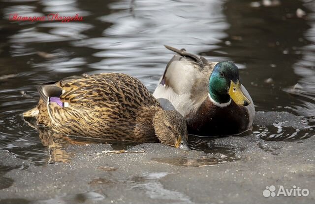 Дикая утки кряква