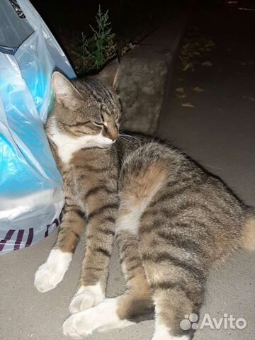 Найден домашний кот