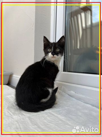 Котенок ищет дом