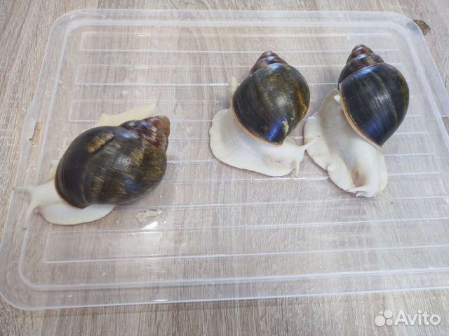 Взрослые улитки