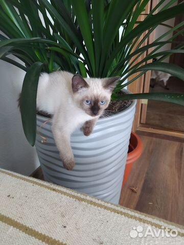 Сиамские (тайские) котята