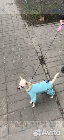 Отдам в хорошие руки девочку чихуахуа