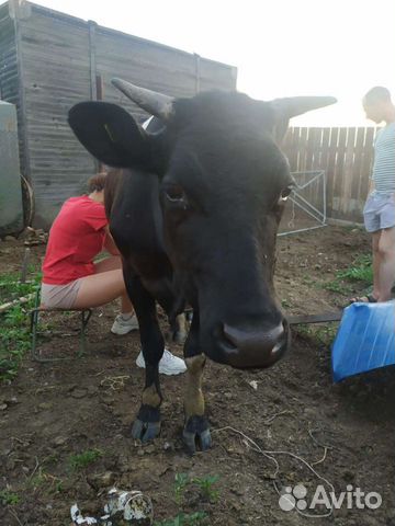 Корова дойная