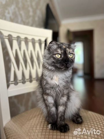 Американский кёрл