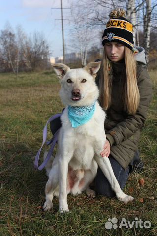 Озорной пёсик Винни