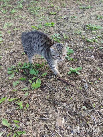 Котята в добрые руки бесплатно