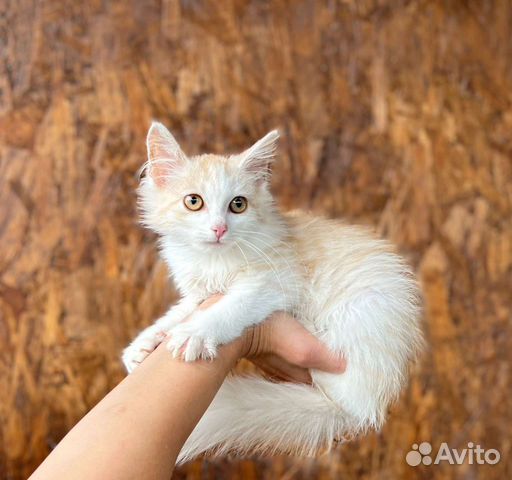 Светло рыжий, палевый котенок
