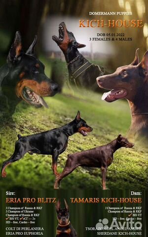 Девочка добермана