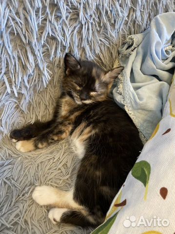 Котенок 2 месяца