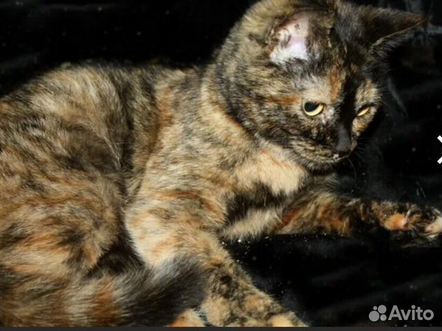 Кошка