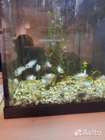 Нанокара бирюзовая