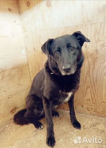 Герда грустит в приюте