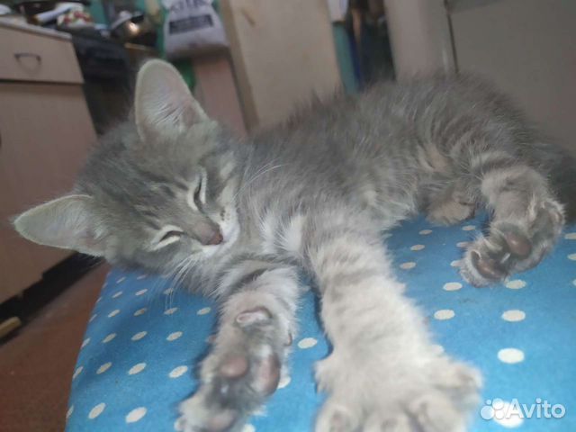 Кошка котята