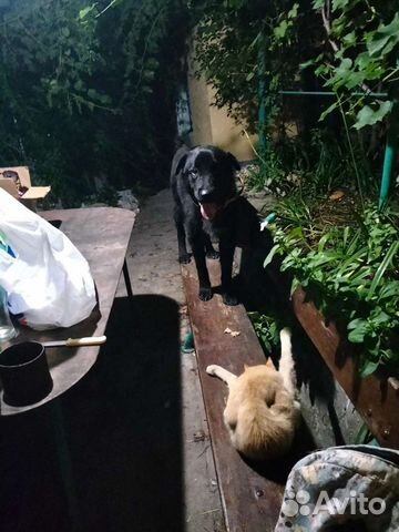 Пёс потеряшка или ищет новый дом