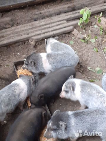 Продаются вьетнамские поросята