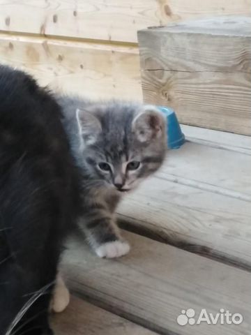 Очень хороший котенок в добрые руки