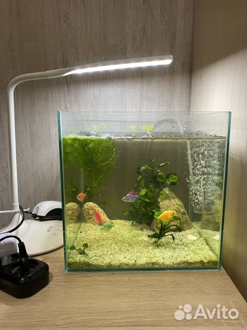 Аквариум с рыбками и растениями