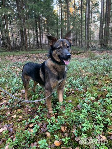 Миниатюрный песик Вегас из вивария