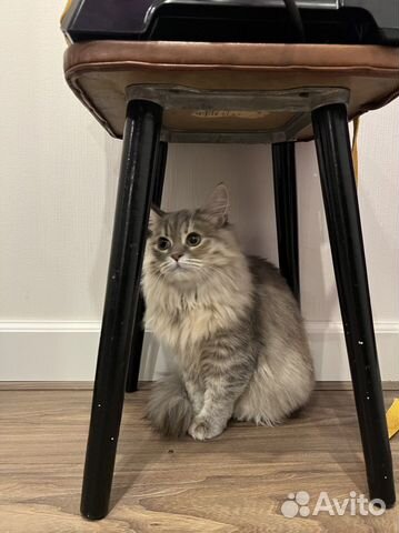 Кошка мэйн кун