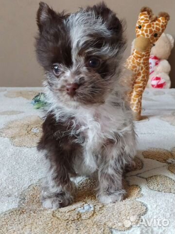 Мраморный йорк