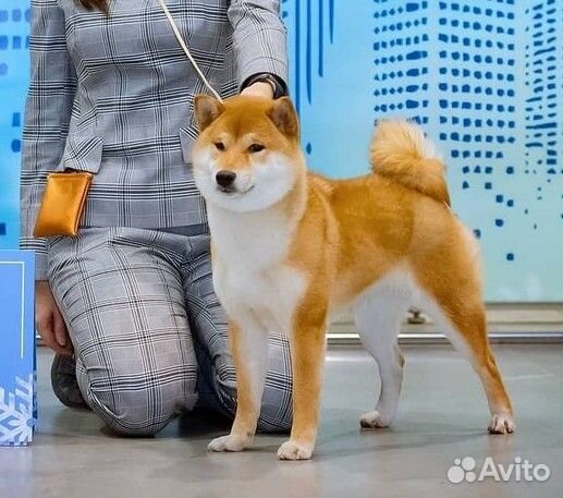 Сиба (племенная сука) Юный Чемпион нкп, Юный Гранд