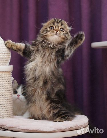 Шотландская вислоухая мраморный окрас