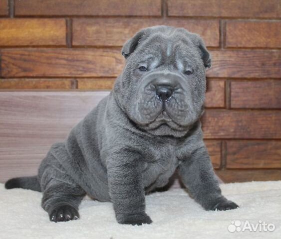 Шарики разноцветные