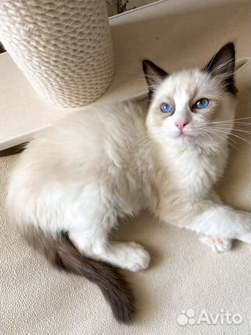 Ручной и ласковый котенок ragdoll рэгдолл