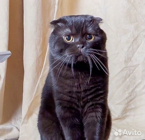 Шотландский кот вязка