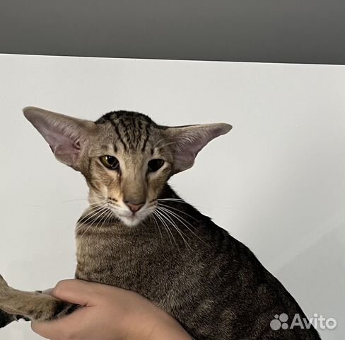 Домашние животные кошки