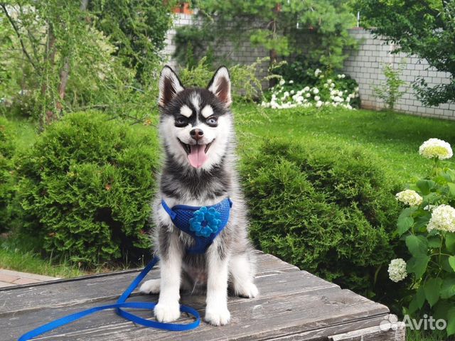 Помски мальчик супер мини