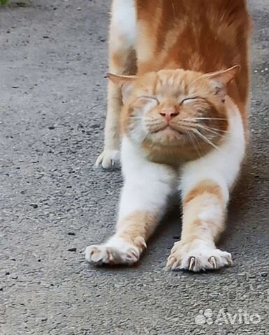 Рыжий кот в добрые руки