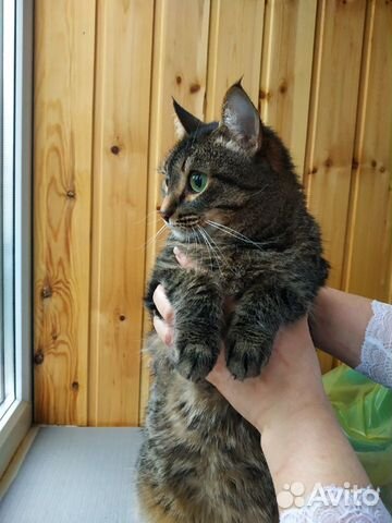 Котик Каспер