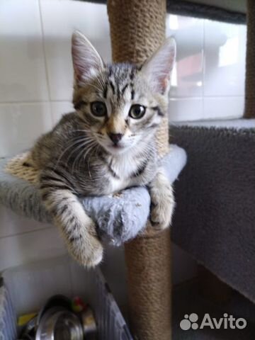 Кошечка Кисси