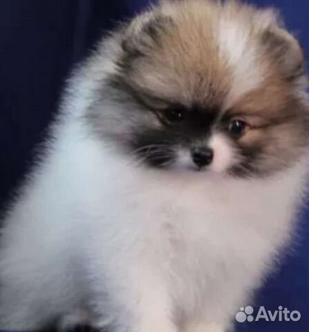 Яркие патики