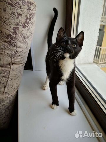 Котенок