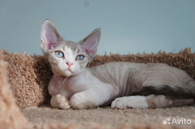 Минковое чудо